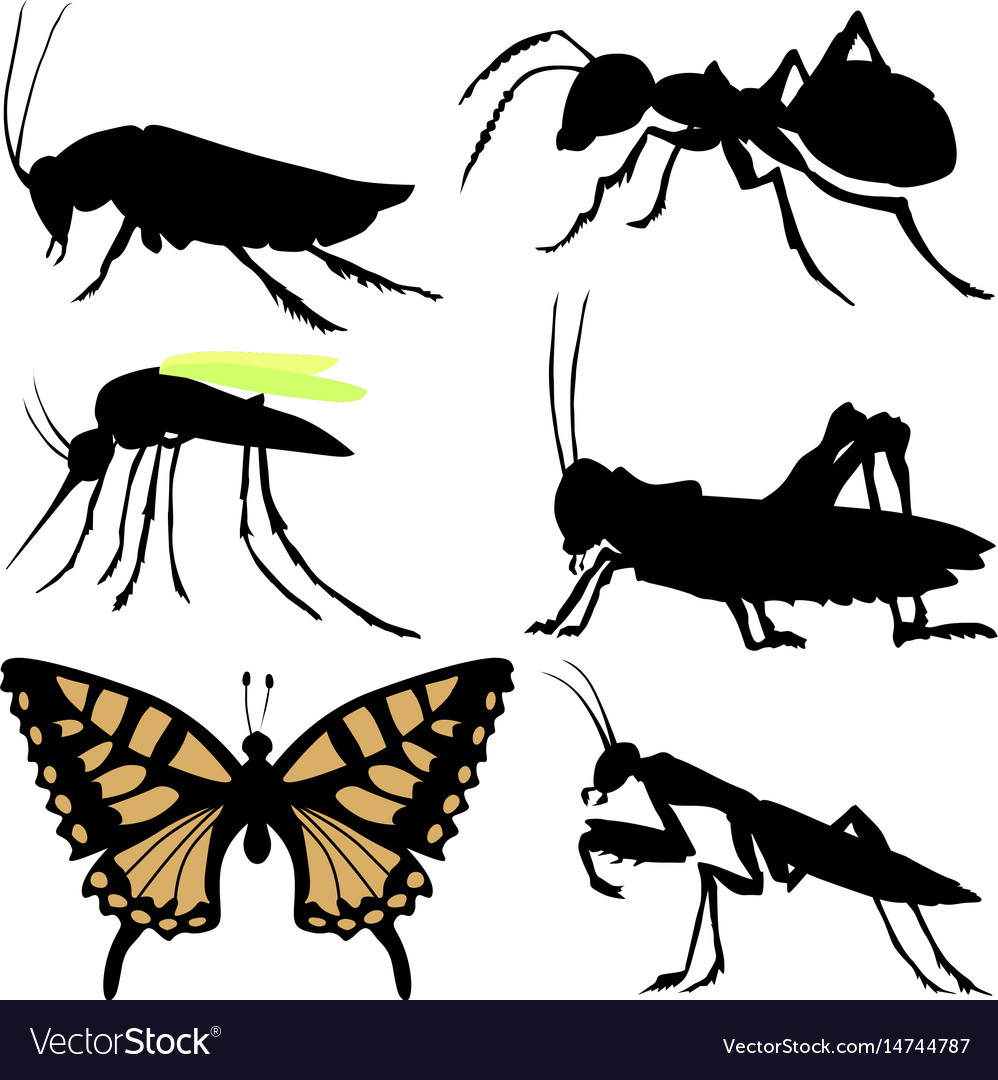 Insects Royalty Free Vector Image - VectorStock