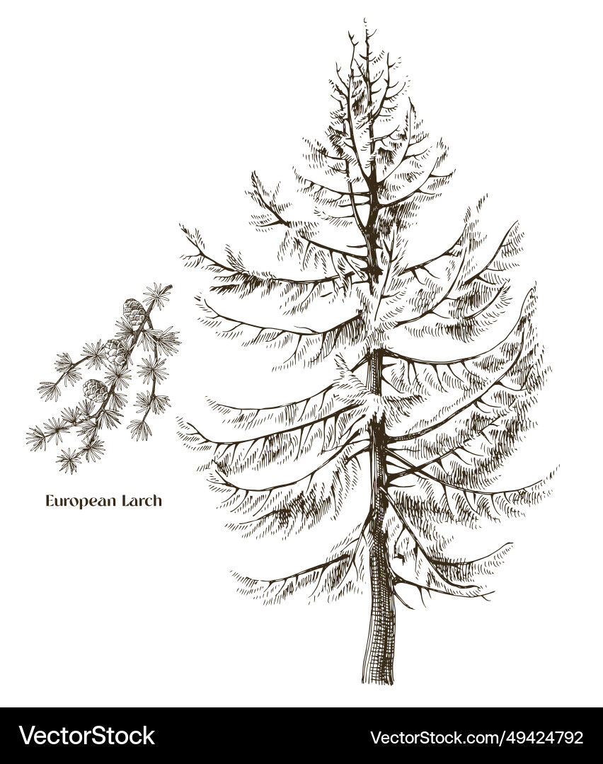 European larch tree and branch Royalty Free Vector Image