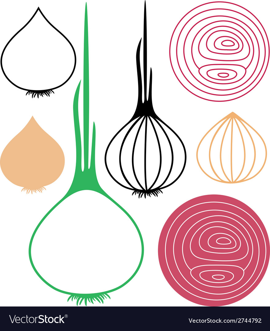 Onion Royalty Free Vector Image - VectorStock