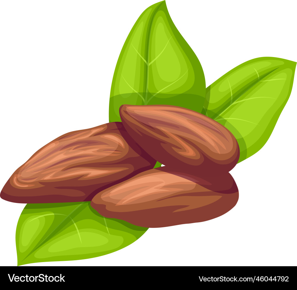 Shea natural butter cartoon Royalty Free Vector Image