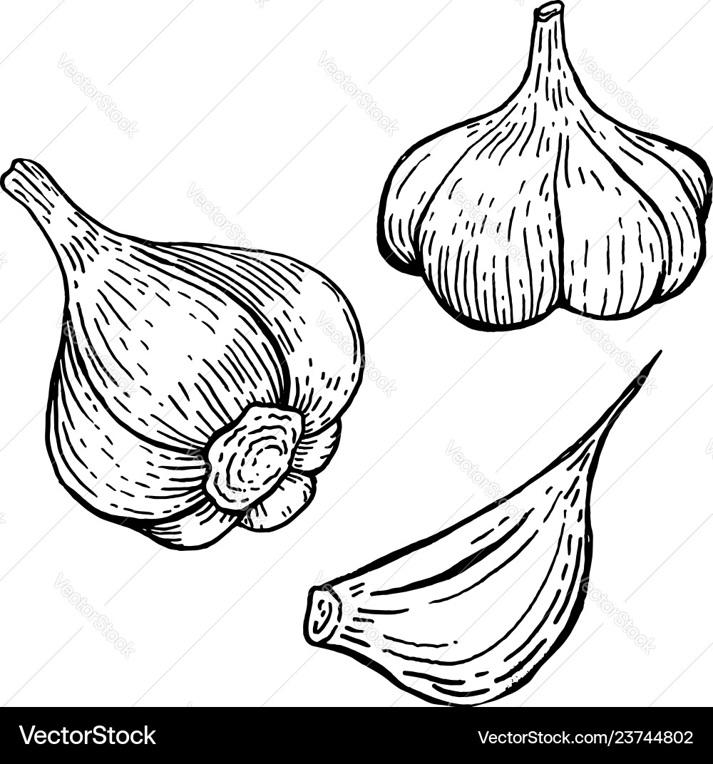 Set of garlic design element for poster banner Vector Image