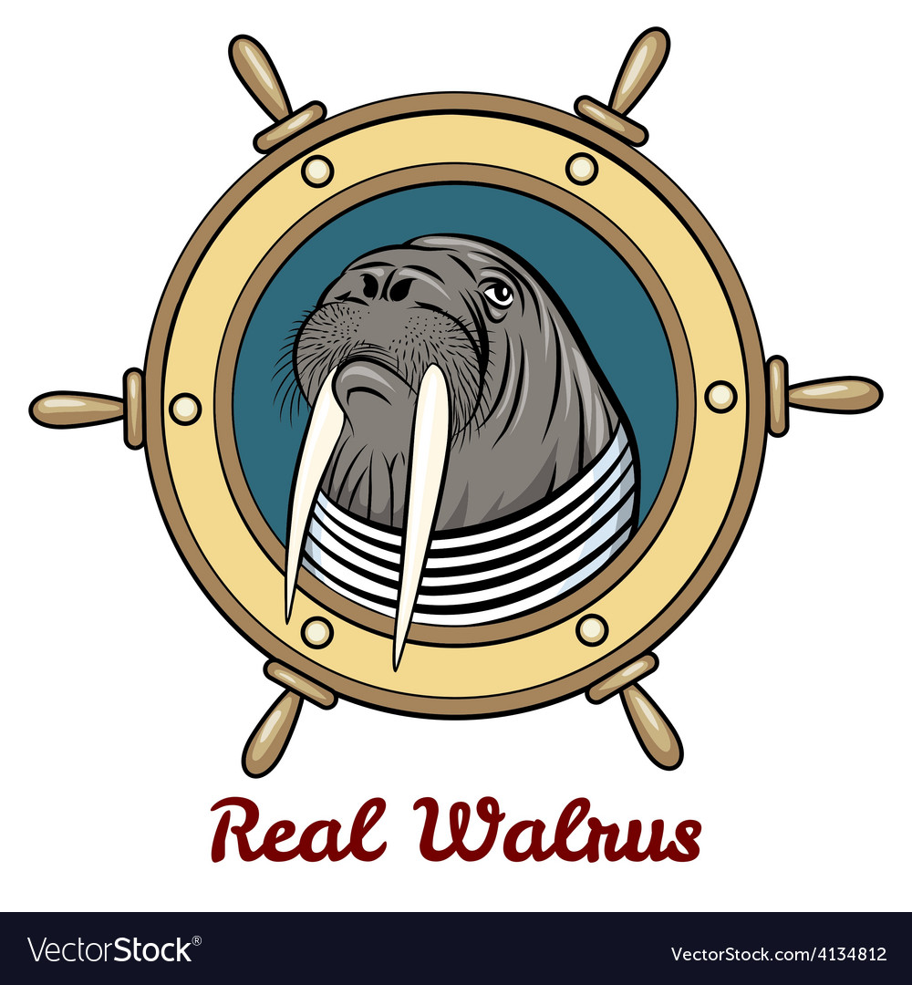 Walrus Royalty Free Vector Image - VectorStock