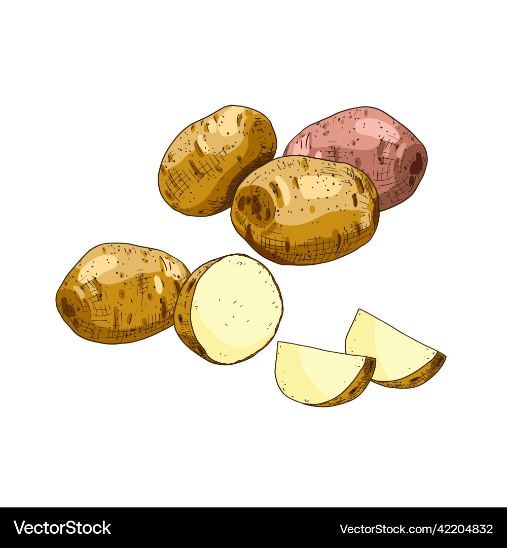 Hand drawn set with potato and slice Royalty Free Vector