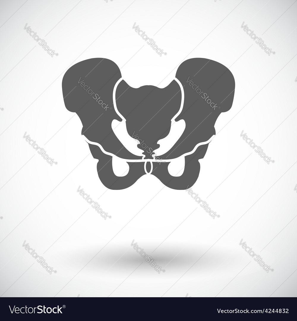 Pelvis Royalty Free Vector Image - VectorStock