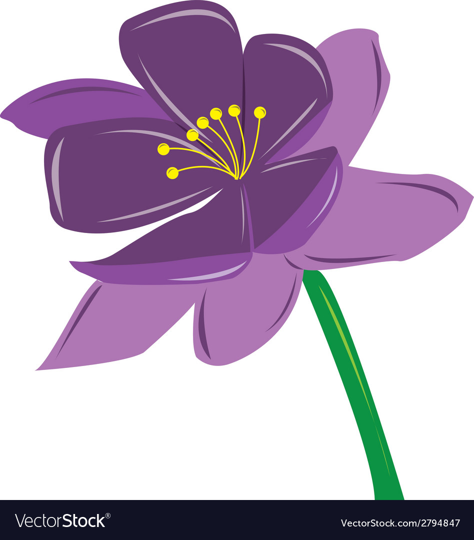 An isolated violet on a white background Vector Image