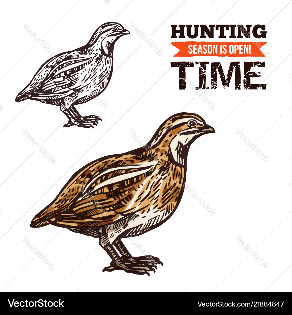 Wild partridge bird color sketch Royalty Free Vector Image