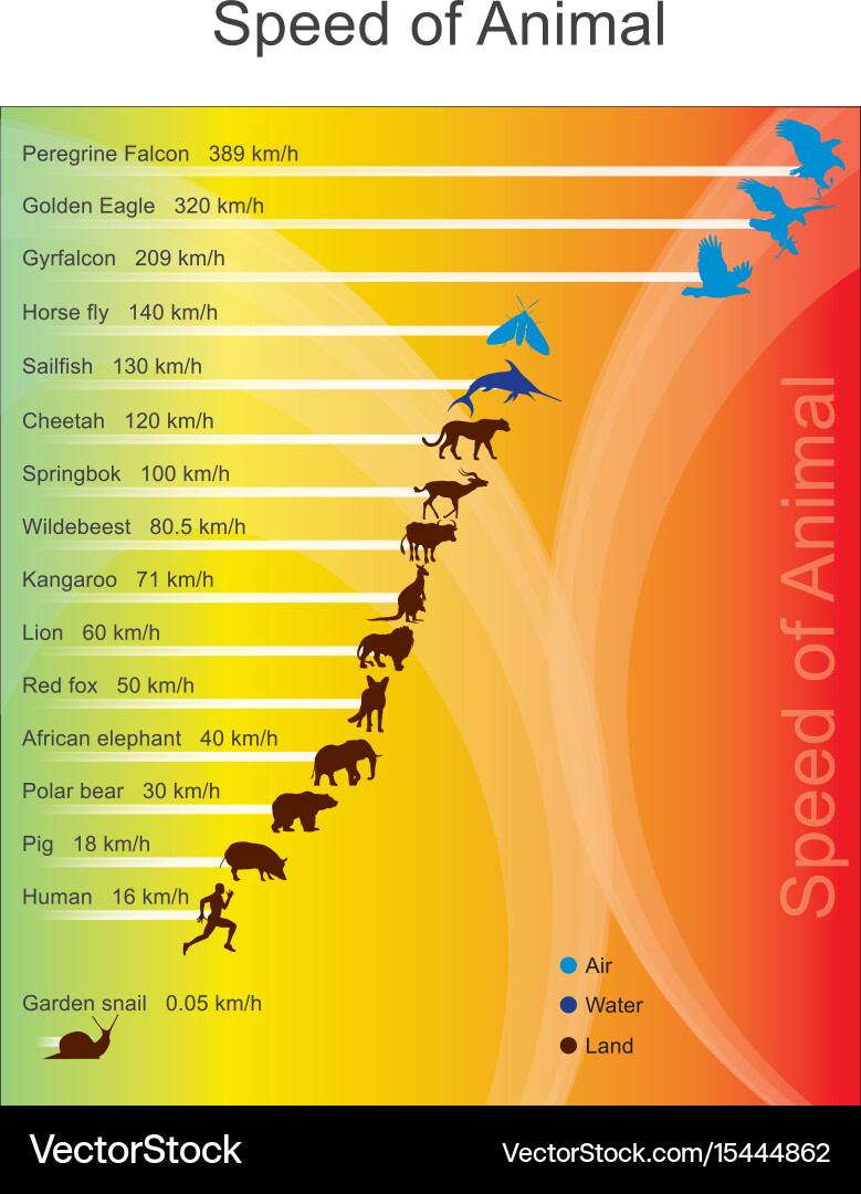 Speed of animal Royalty Free Vector Image - VectorStock
