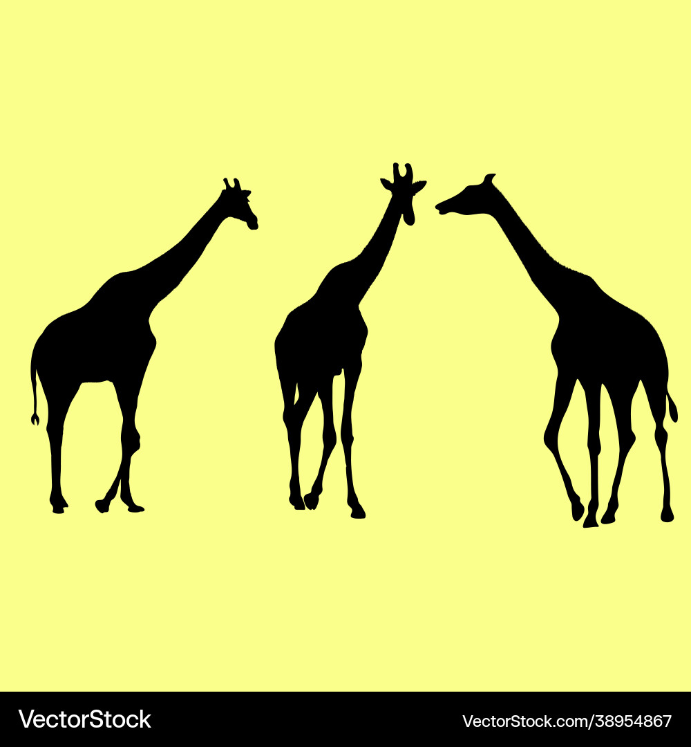 Shapes giraffe silhouettes on white background Vector Image