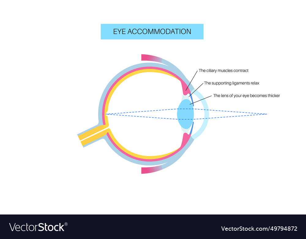 Eye accommodation poster Royalty Free Vector Image