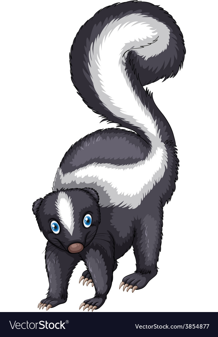 Skunk Royalty Free Vector Image - VectorStock