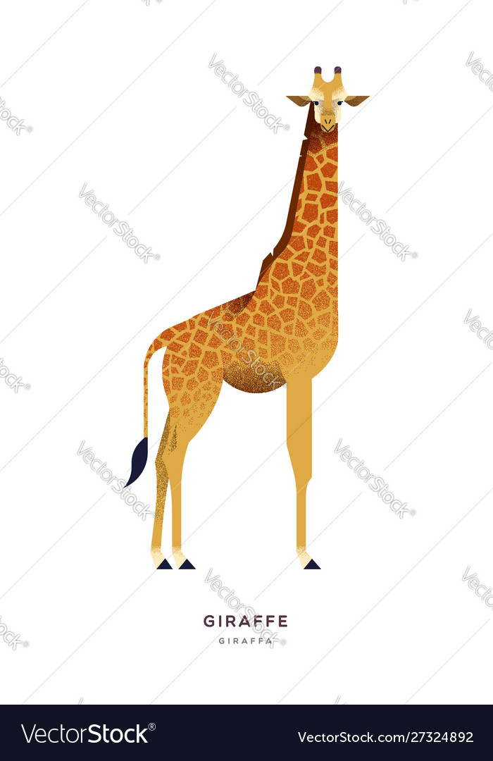 African giraffe isolated wild zoo or safari animal
