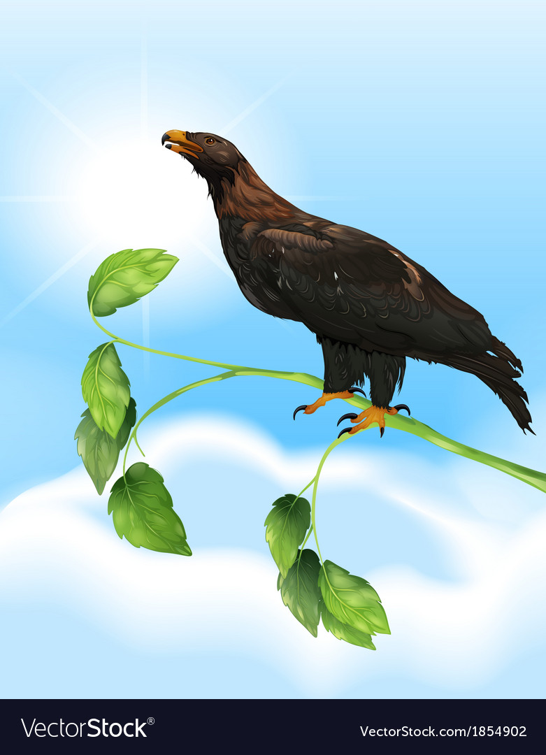 Eagle Royalty Free Vector Image - VectorStock