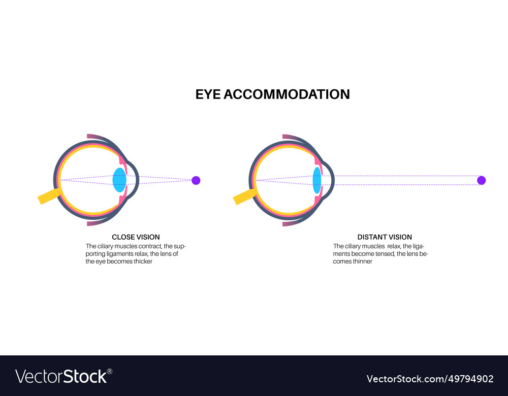 Eye accommodation poster Royalty Free Vector Image