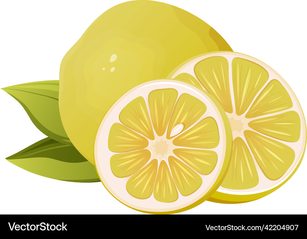 Lemon citrus fruit slices and whole with leaves Vector Image