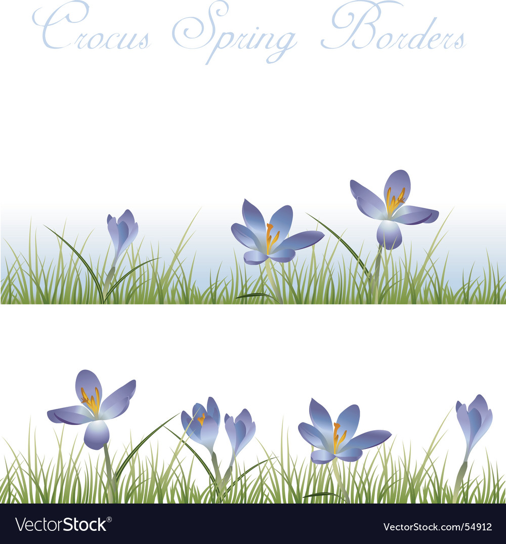 Crocus borders Royalty Free Vector Image - VectorStock