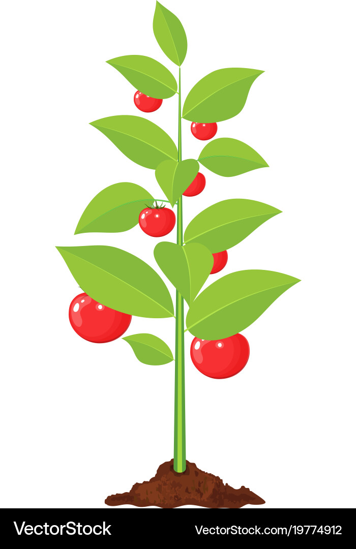 Decorative vegetable tree Royalty Free Vector Image