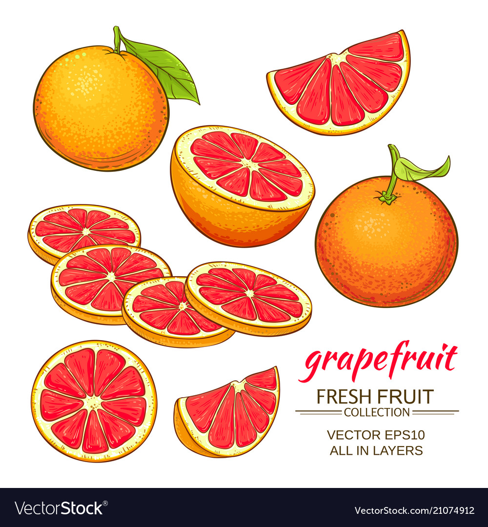 Grapefruit set Royalty Free Vector Image - VectorStock