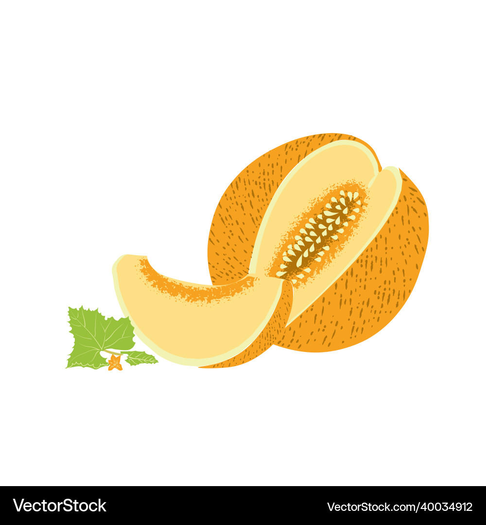 Isolated image of a melon on a white background Vector Image