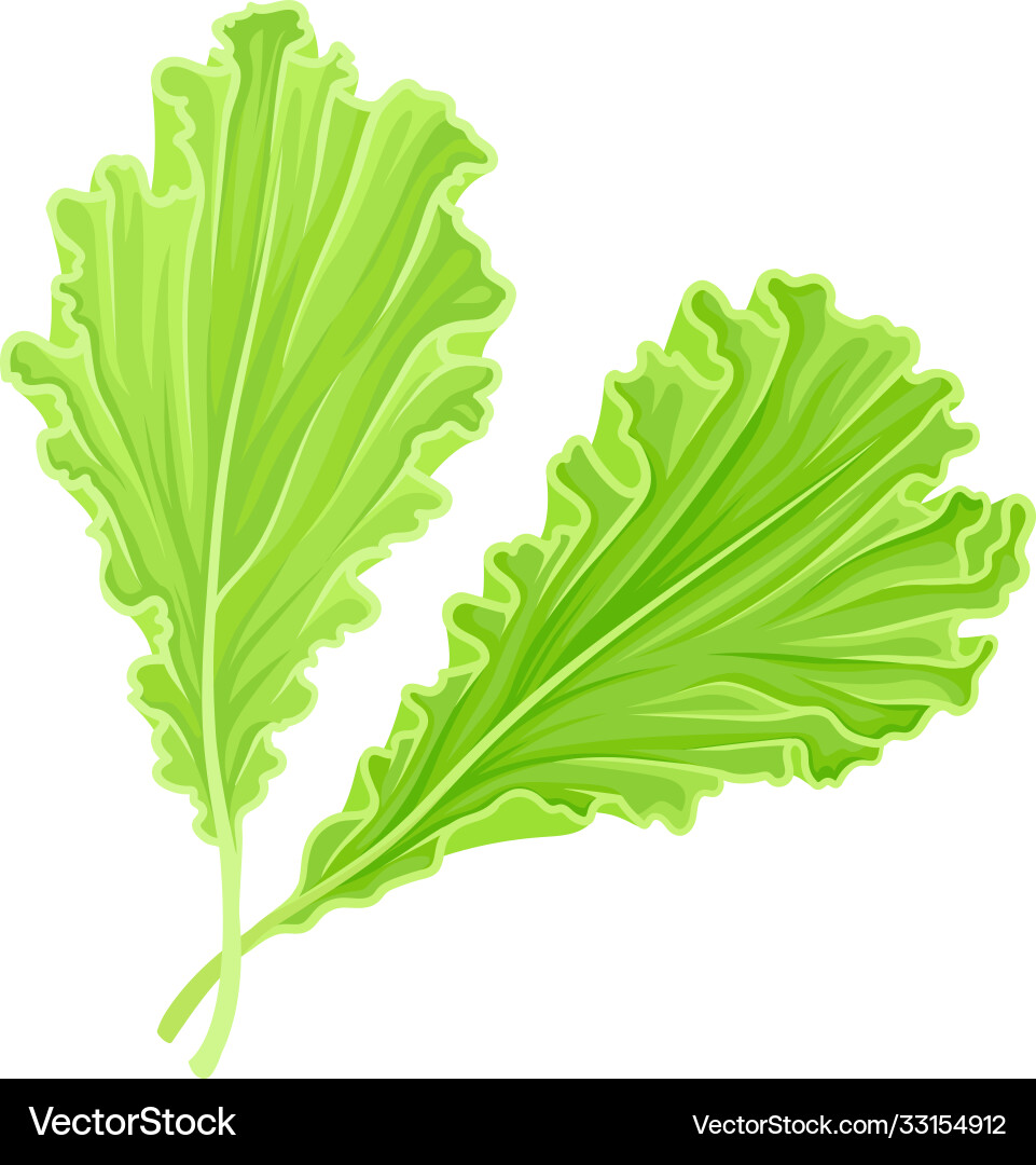 Lettuce leaf vegetable or salad greens as plant Vector Image