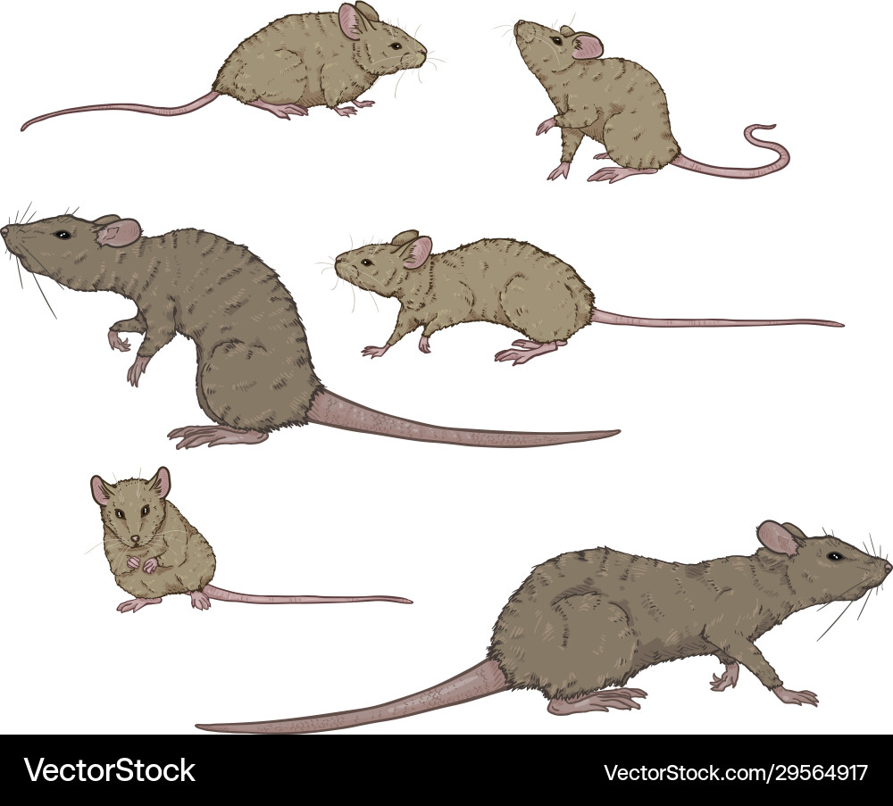 Set cartoon gray rats and mouses Royalty Free Vector Image