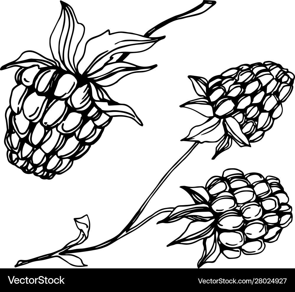 Raspberry healthy food fresh berry isolated Vector Image