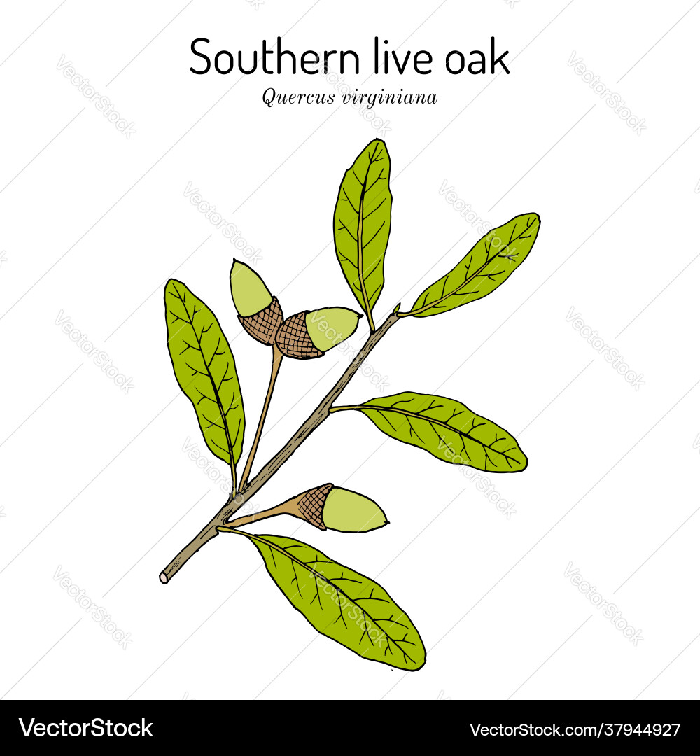 Southern live oak quercus virginiana state tree Vector Image