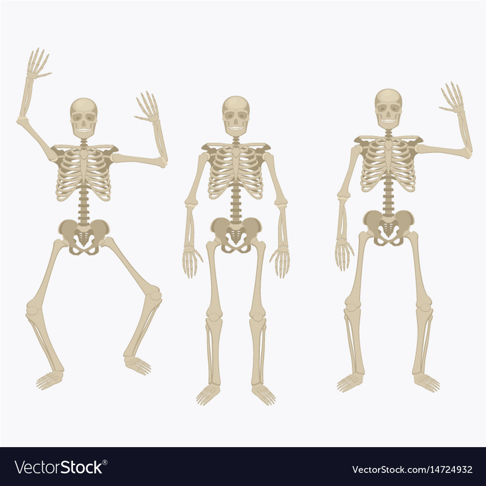 Human skeleton Royalty Free Vector Image - VectorStock