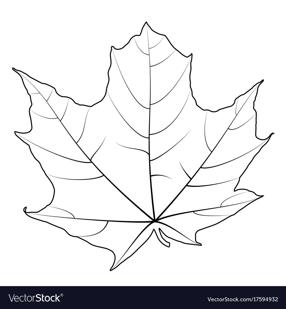 Maple leaf isolated on white background Royalty Free Vector