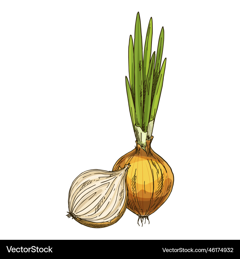 Sketch of common onion bulb vegetable Royalty Free Vector