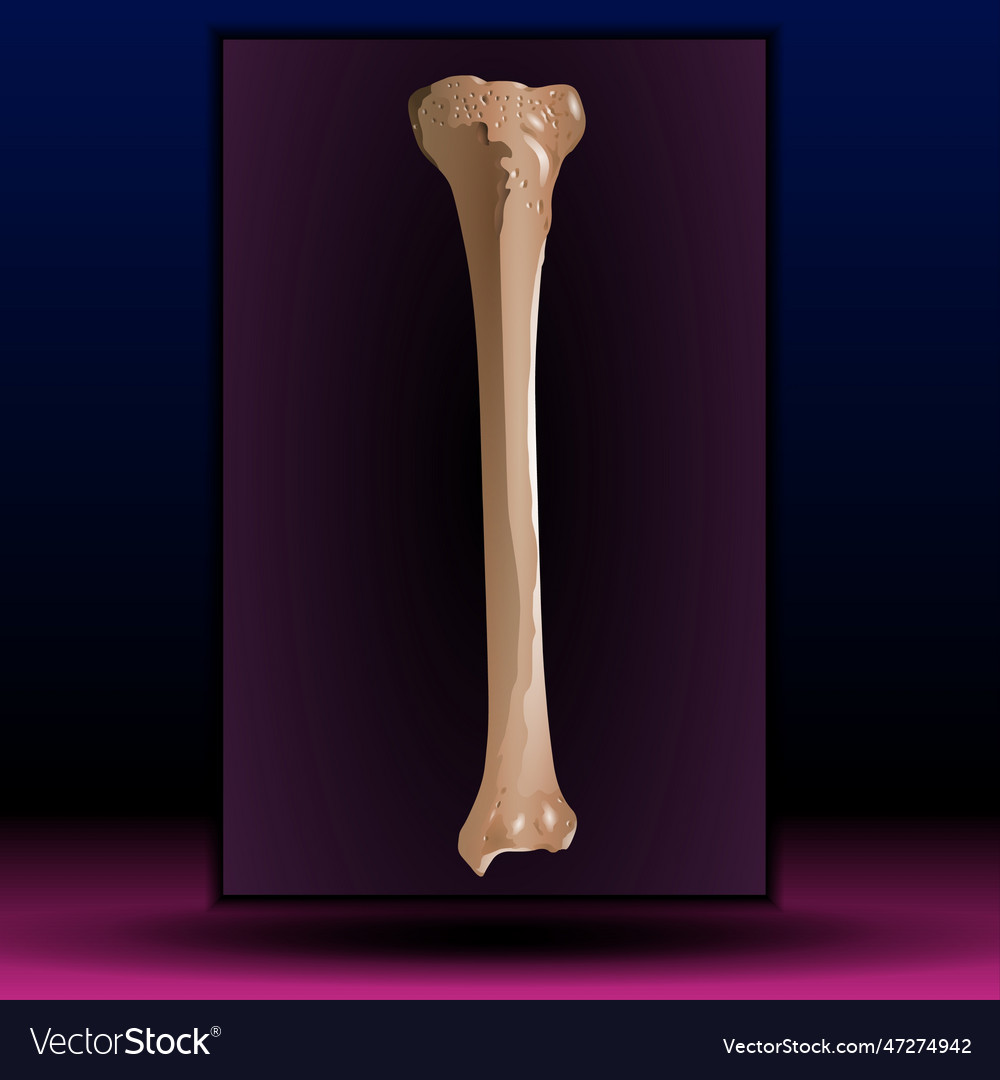 Bone marrow - human structure Royalty Free Vector Image