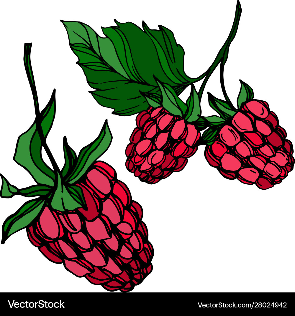 Raspberry healthy food fresh berry isolated Vector Image