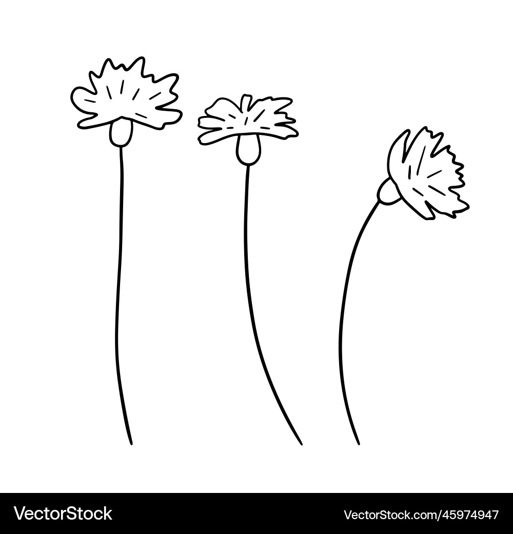 Hand drawn wildflowers outline flowers Royalty Free Vector