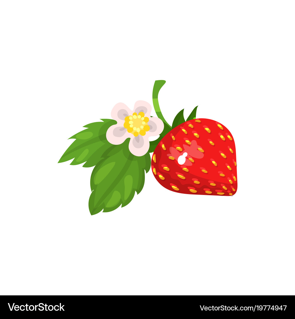 Strawberry with leaves and blossom Royalty Free Vector Image