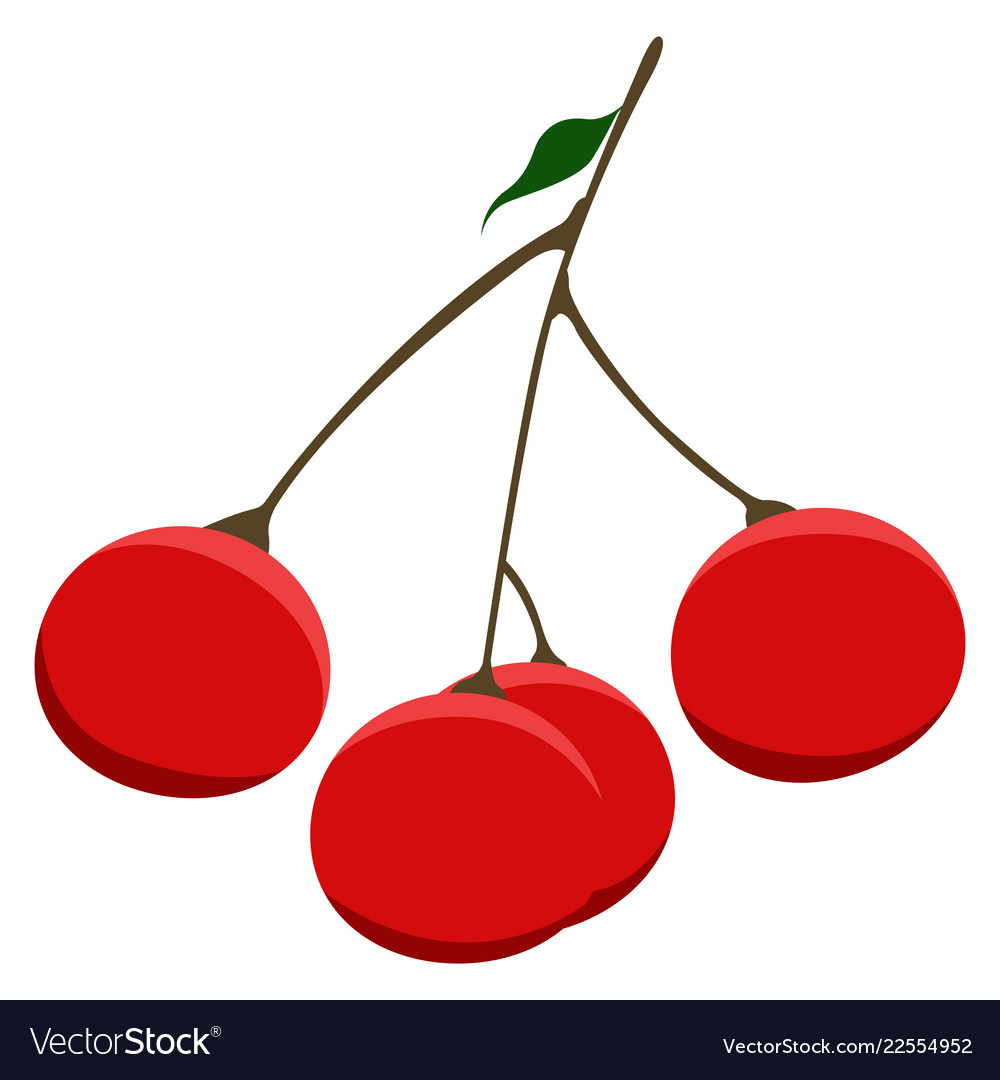 Isolated cherries fruit Royalty Free Vector Image