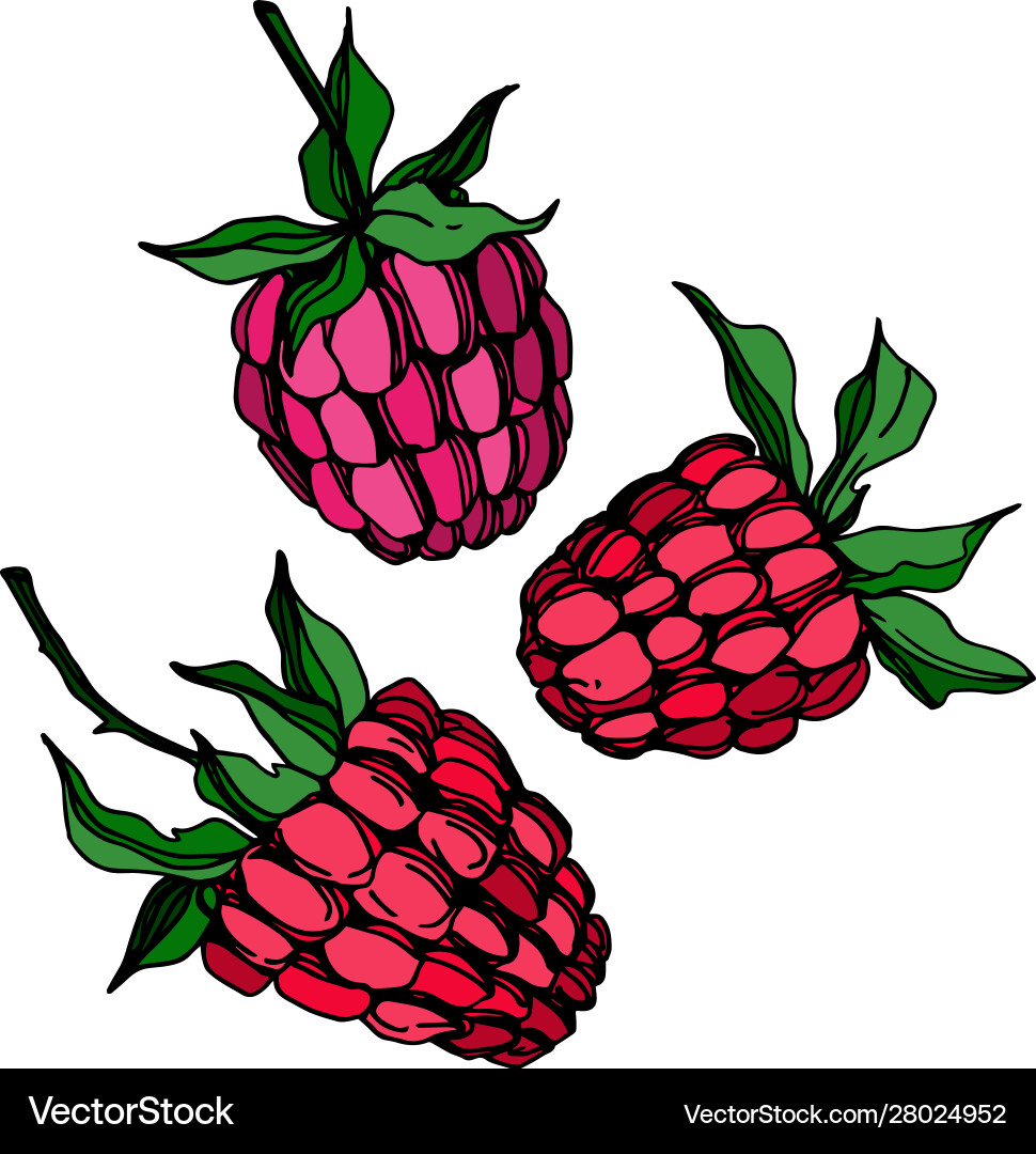 Raspberry healthy food fresh berry isolated Vector Image