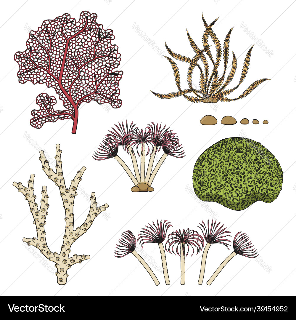 Set of color with corals and algae Royalty Free Vector Image