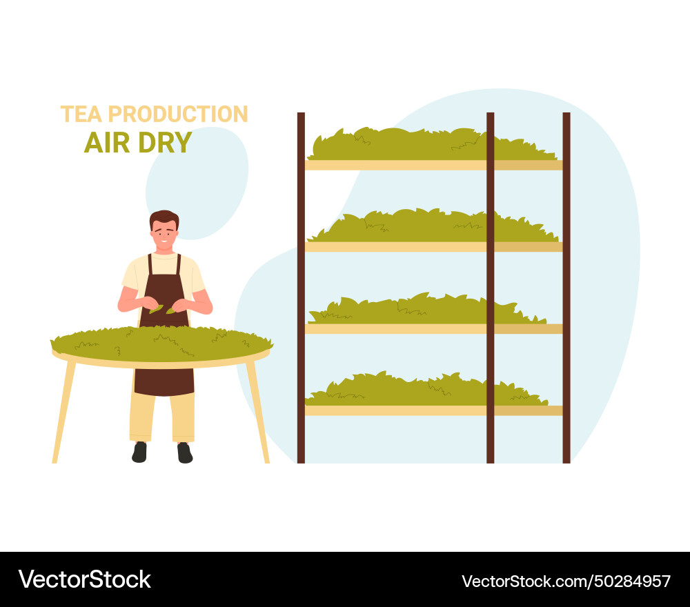 Air drying process of green tea leaves Royalty Free Vector