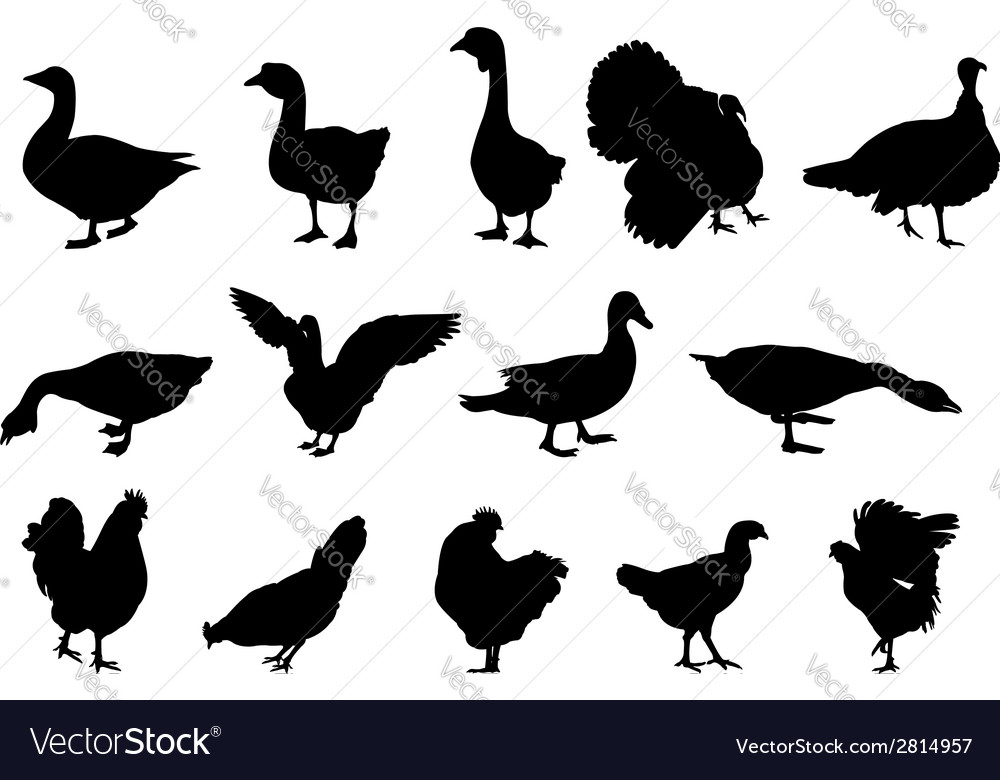 Poultry Royalty Free Vector Image - VectorStock