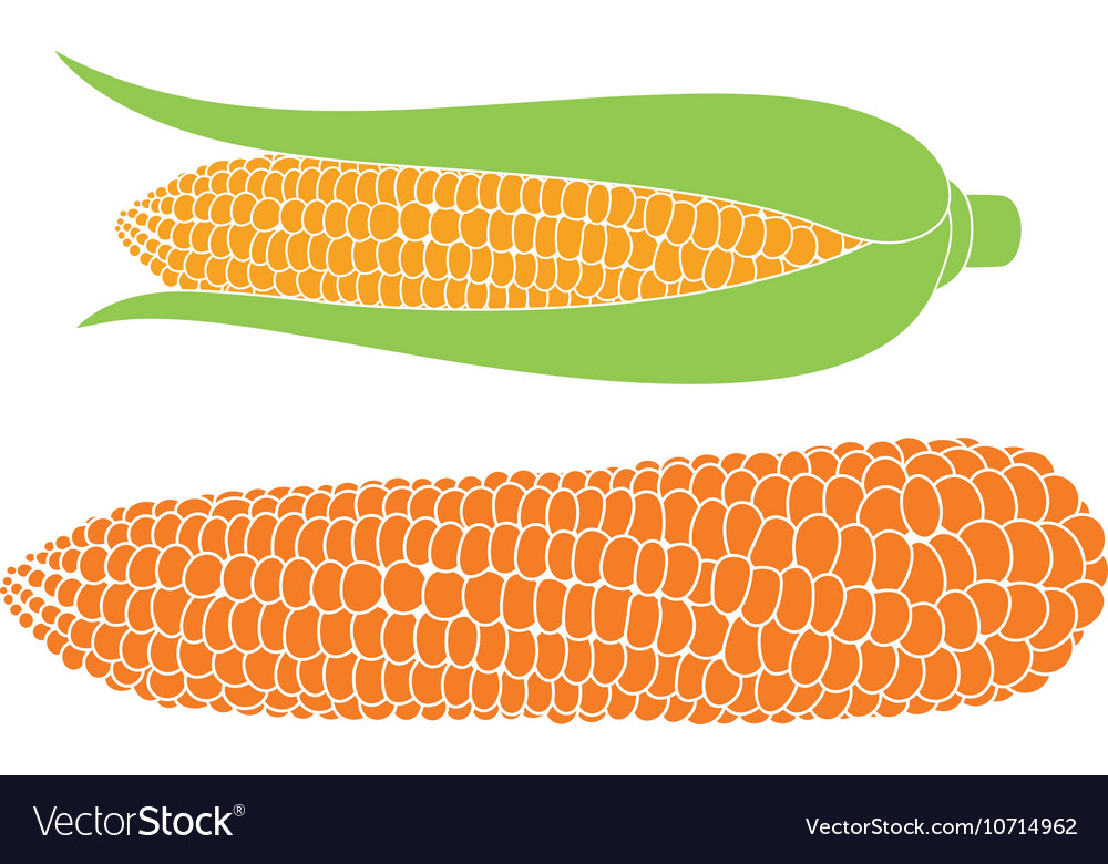 Corn Royalty Free Vector Image - VectorStock
