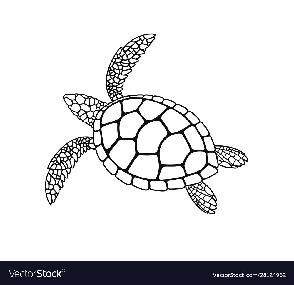 Turtle Royalty Free Vector Image - VectorStock