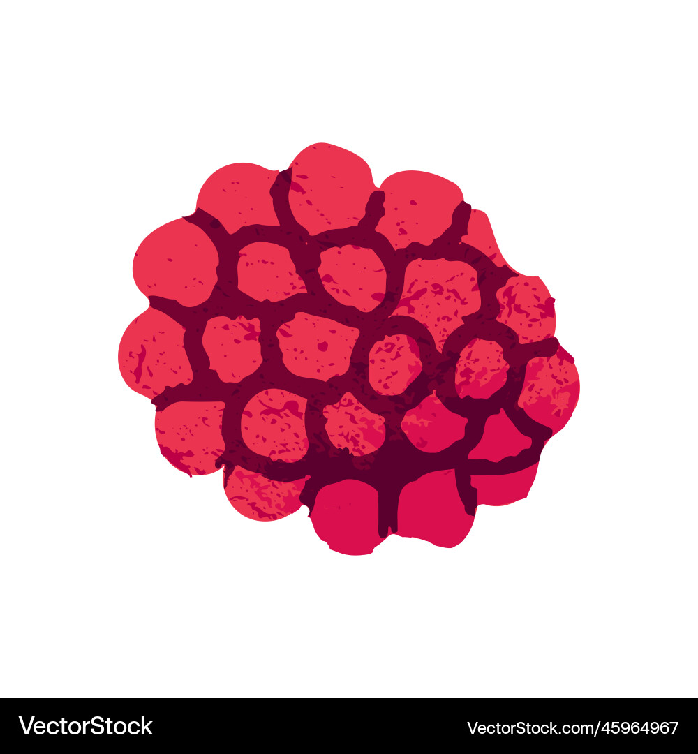 Raspberry ripe sweet red berry fresh raw natural Vector Image