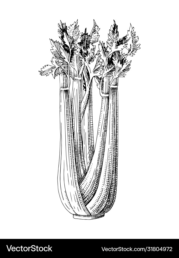 Celery Illustration
