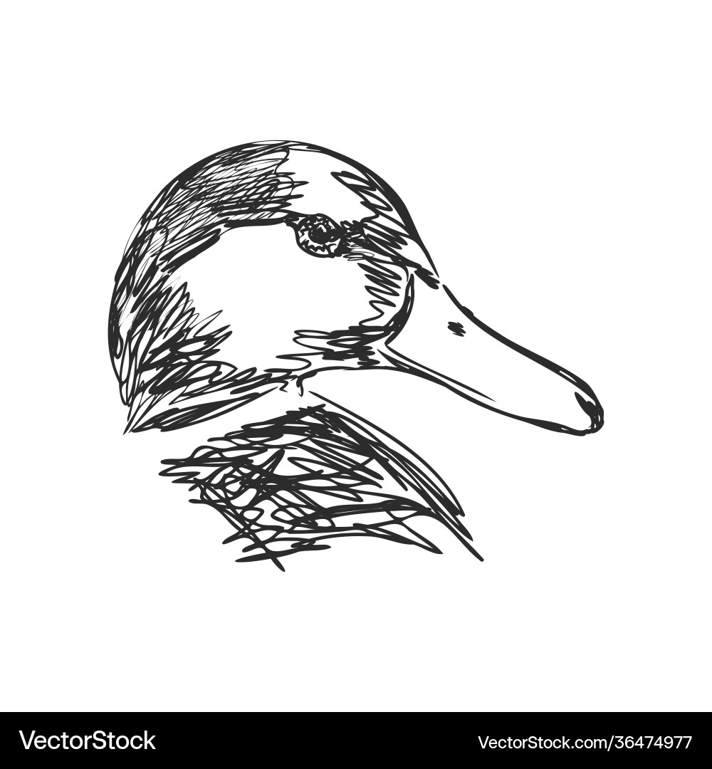 Hand drawn duck animal sketch isolated on white Vector Image