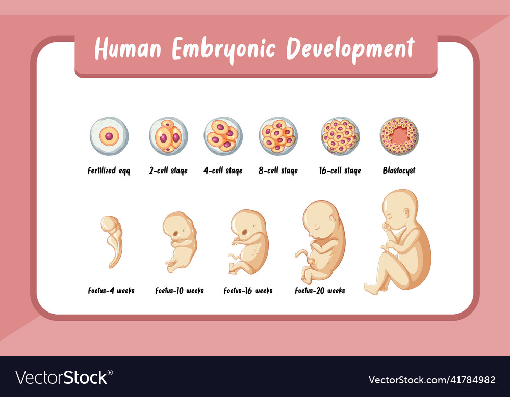Human embryonic development infographic Royalty Free Vector