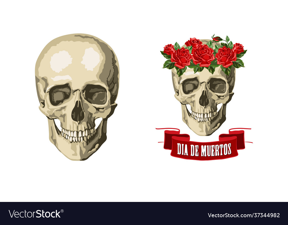Human skulls Royalty Free Vector Image - VectorStock