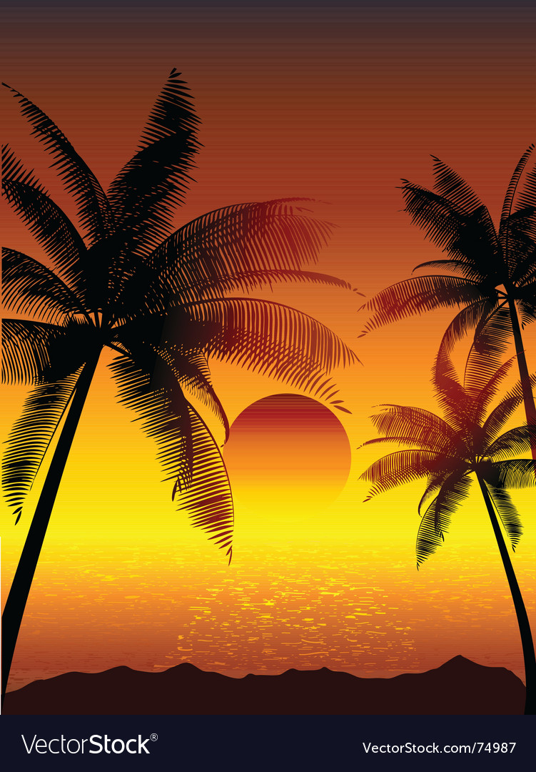 Tropical sunset Royalty Free Vector Image - VectorStock