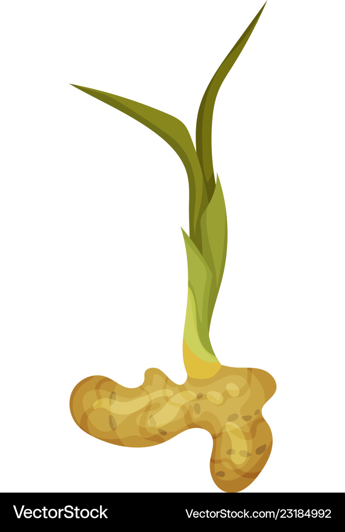 Flat icon of ginger root with green leaves Vector Image