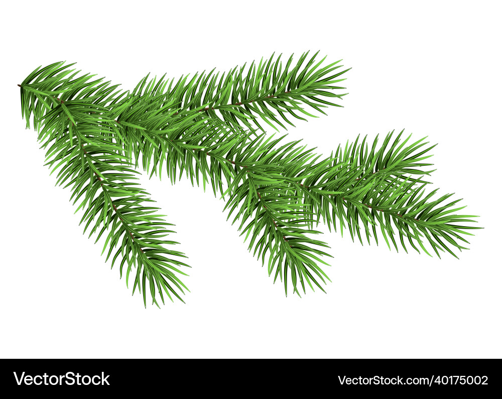 Green fir branch Royalty Free Vector Image - VectorStock