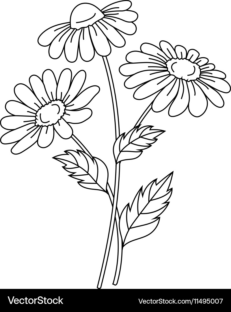 Beautiful daisies isolated on a white background Vector Image