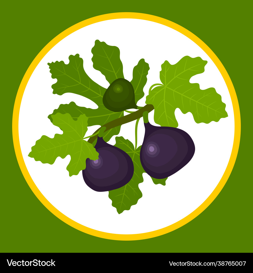 Drawn stylized fig fruits with leaves Royalty Free Vector